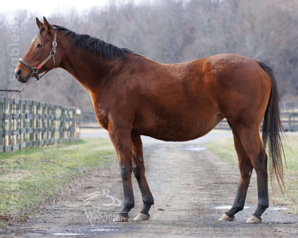 2023 Housatonic Recommended Matings - Wild For Love - Housatonic Bloodstock