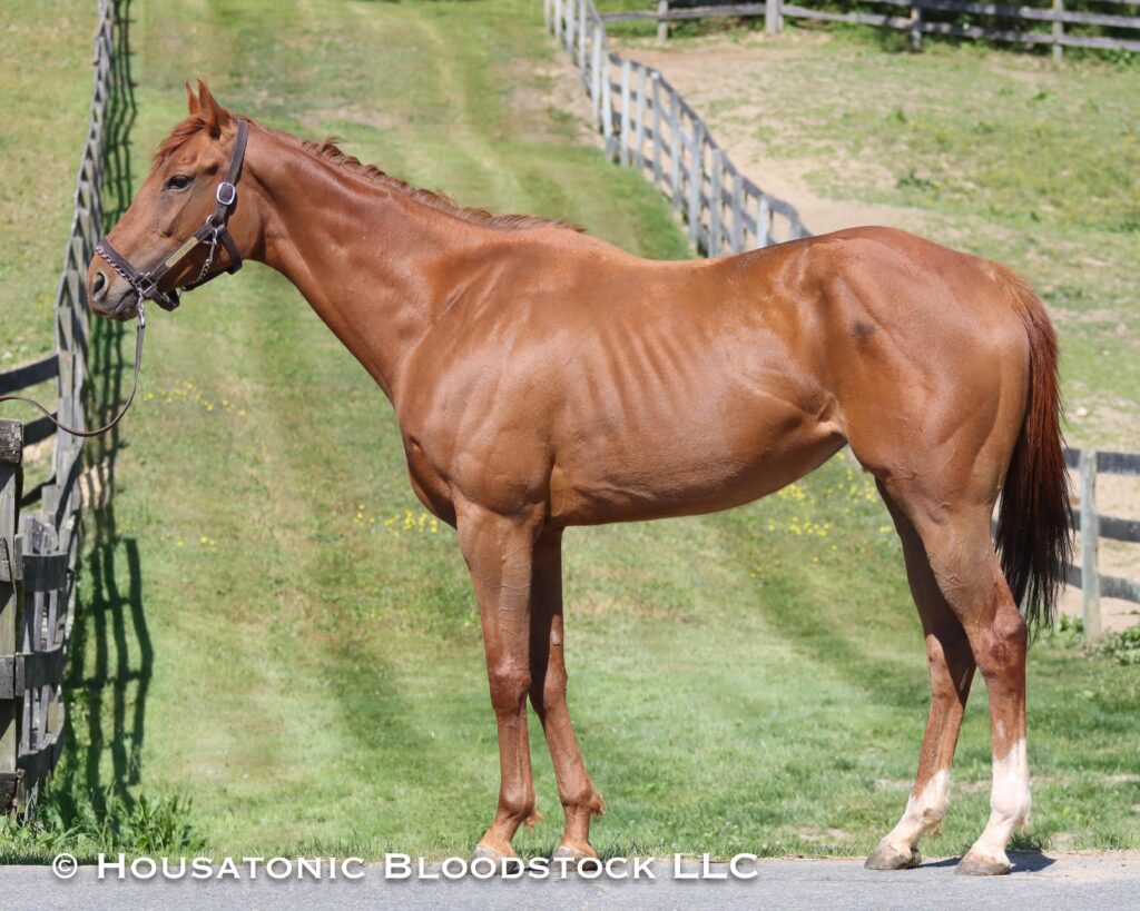 2023 Housatonic Recommended Matings - Queen High - Housatonic Bloodstock