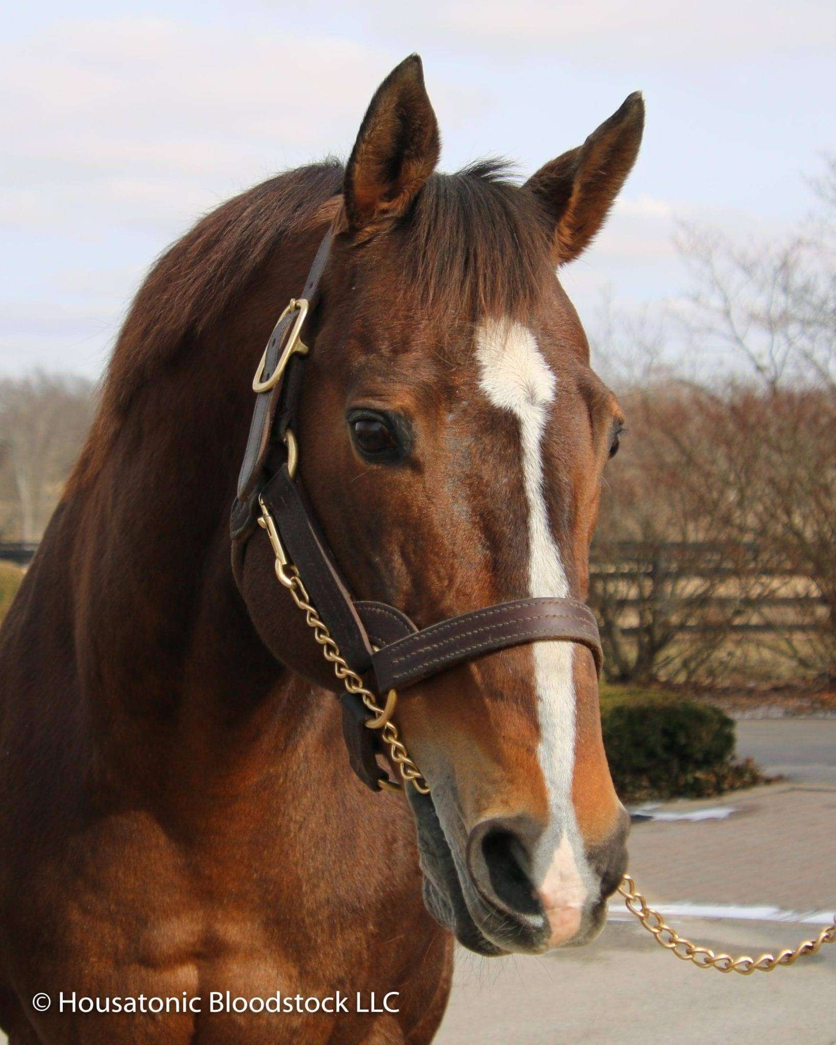 Mating Plans for 2018 - Akasha - Housatonic Bloodstock