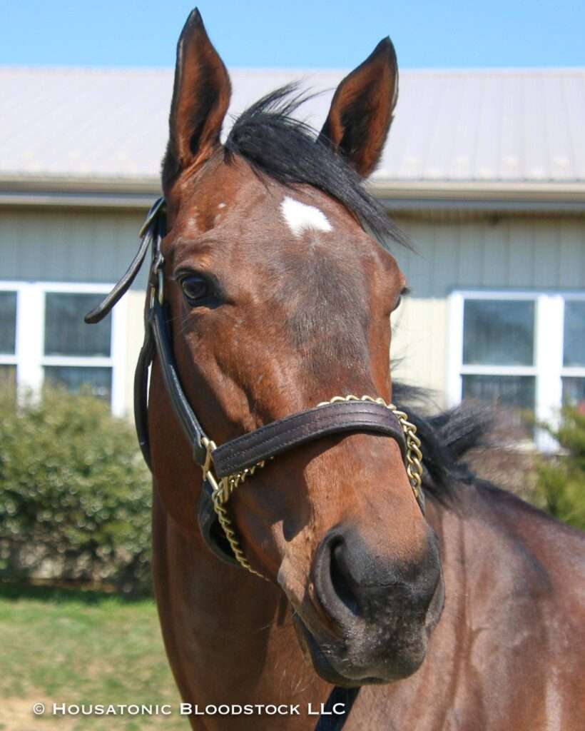 Broodmares Archives - Housatonic Bloodstock
