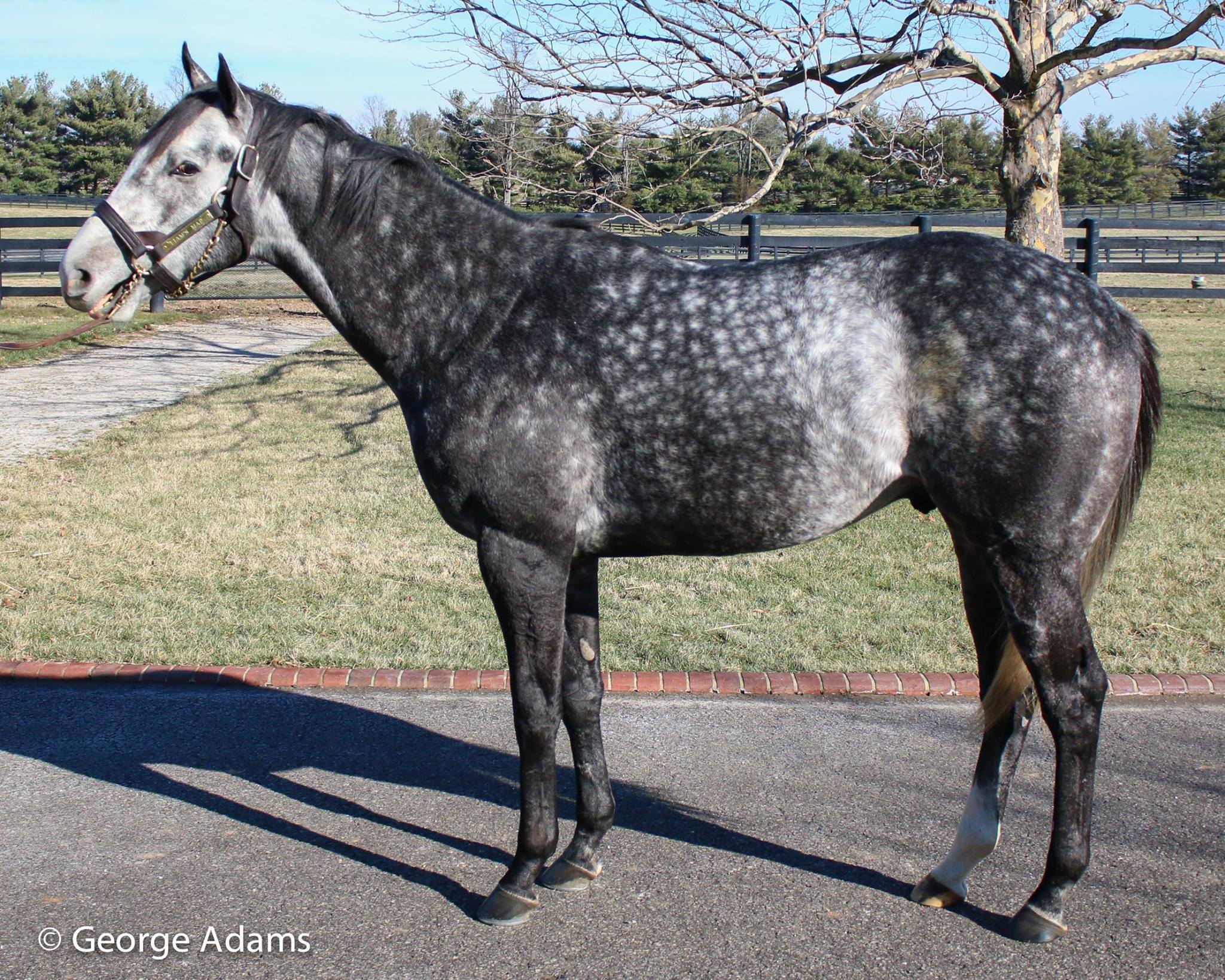 2023 Housatonic Recommended Matings - Gun Slingin - Housatonic Bloodstock