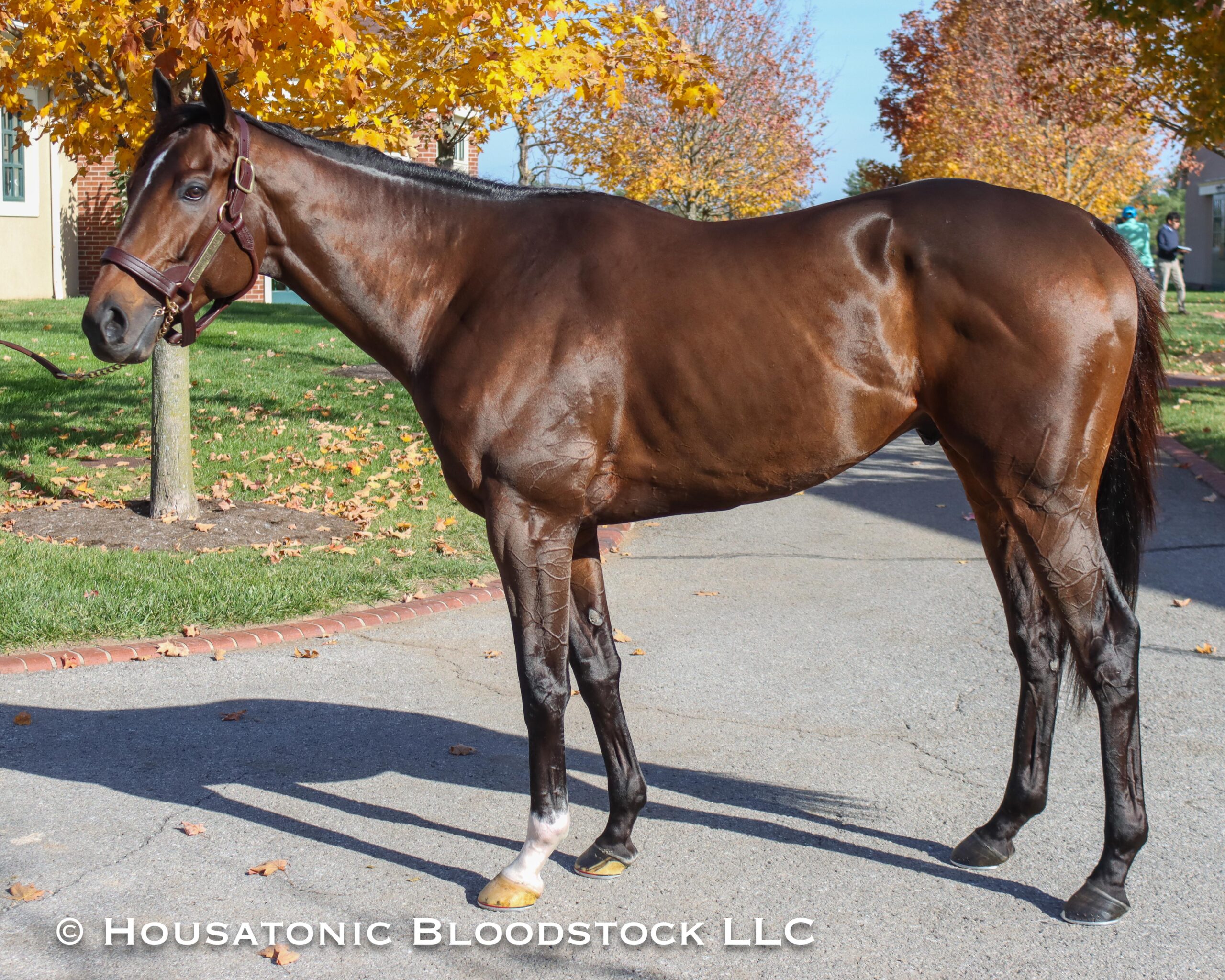 Housatonic Recommended Matings for 2026 - Tracy Flick - Housatonic ...