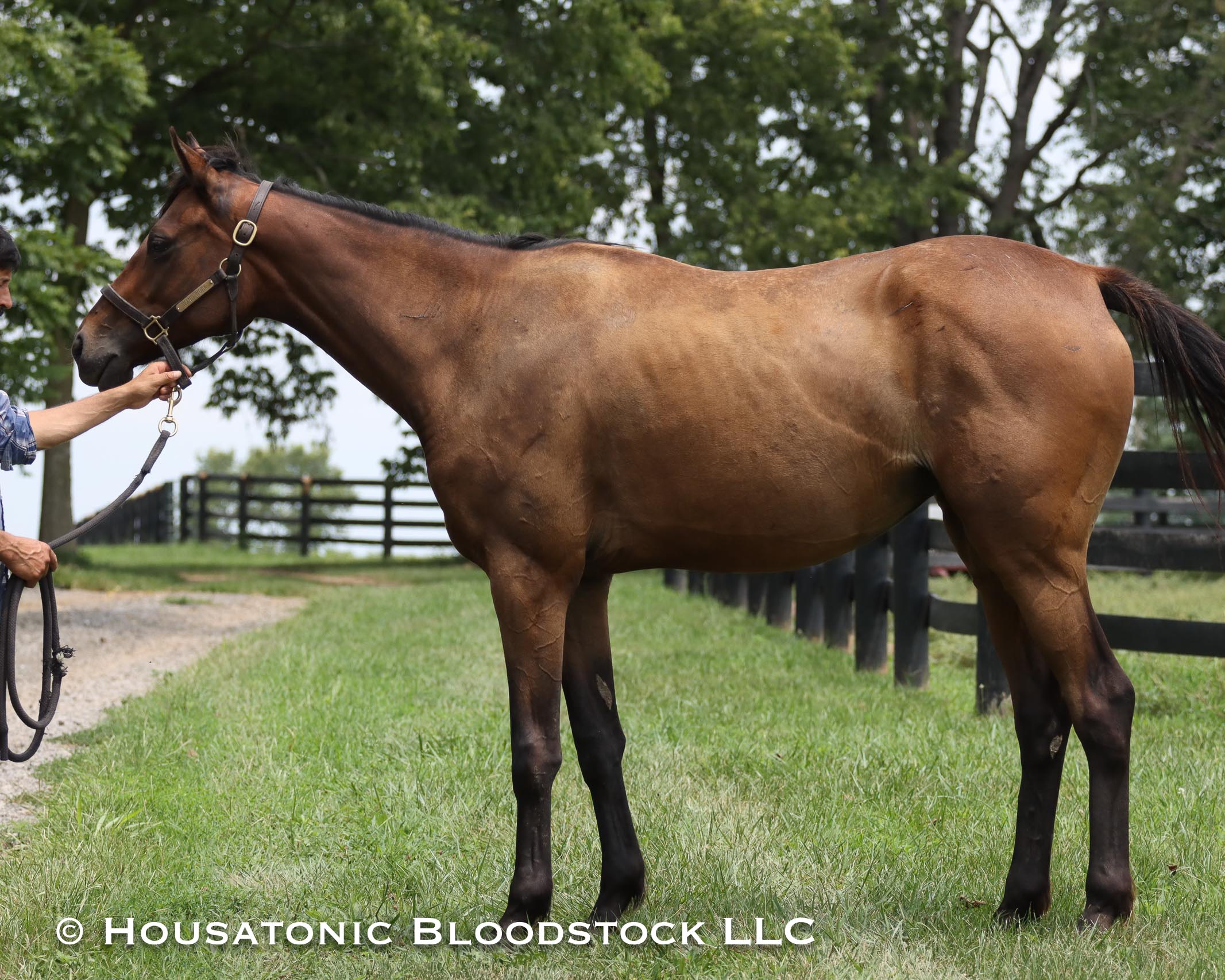 Housatonic Recommended Matings for 2025 - Wand Work - Housatonic Bloodstock
