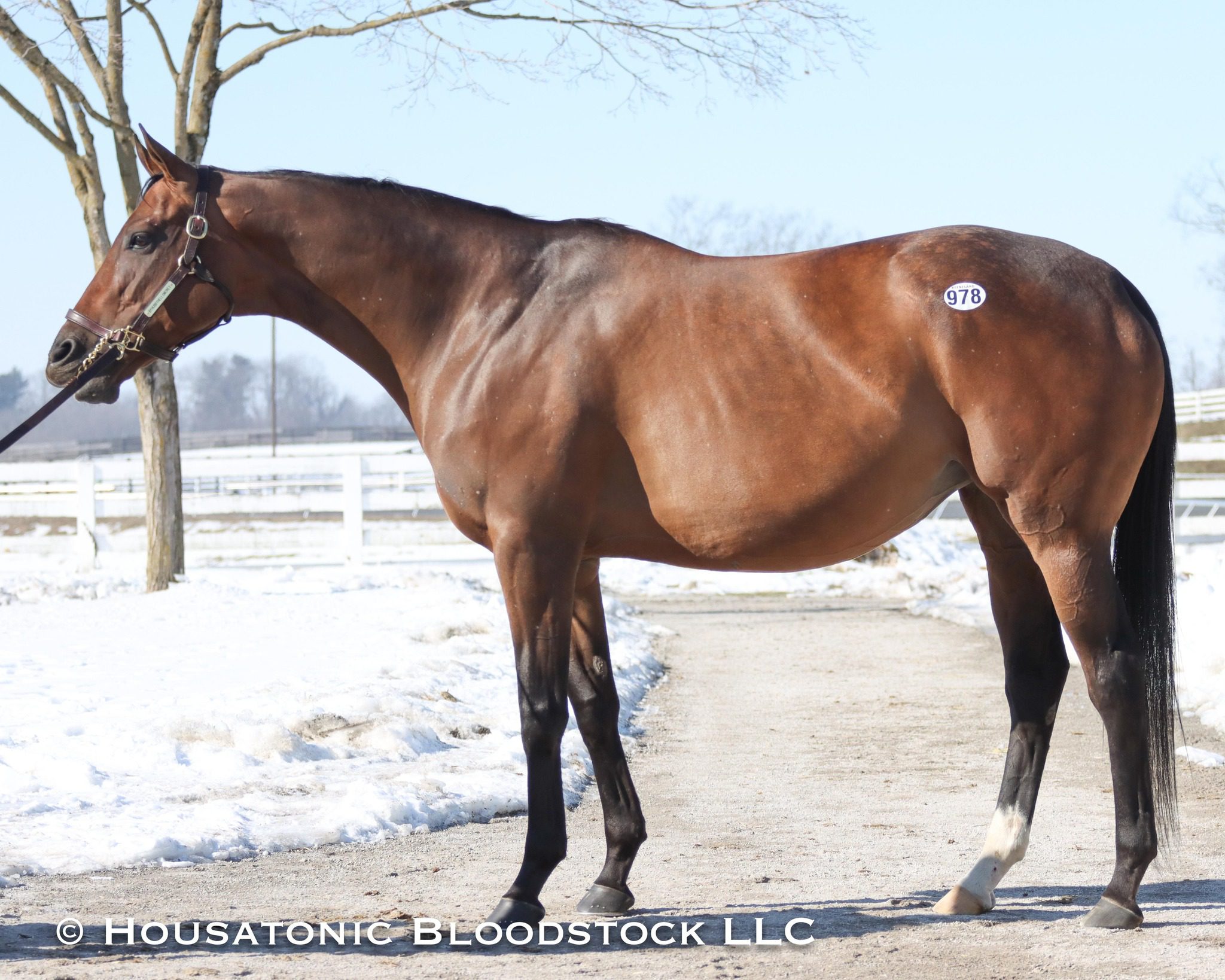 Housatonic Recommended Matings for 2025 - Byhubbyhellomoney ...